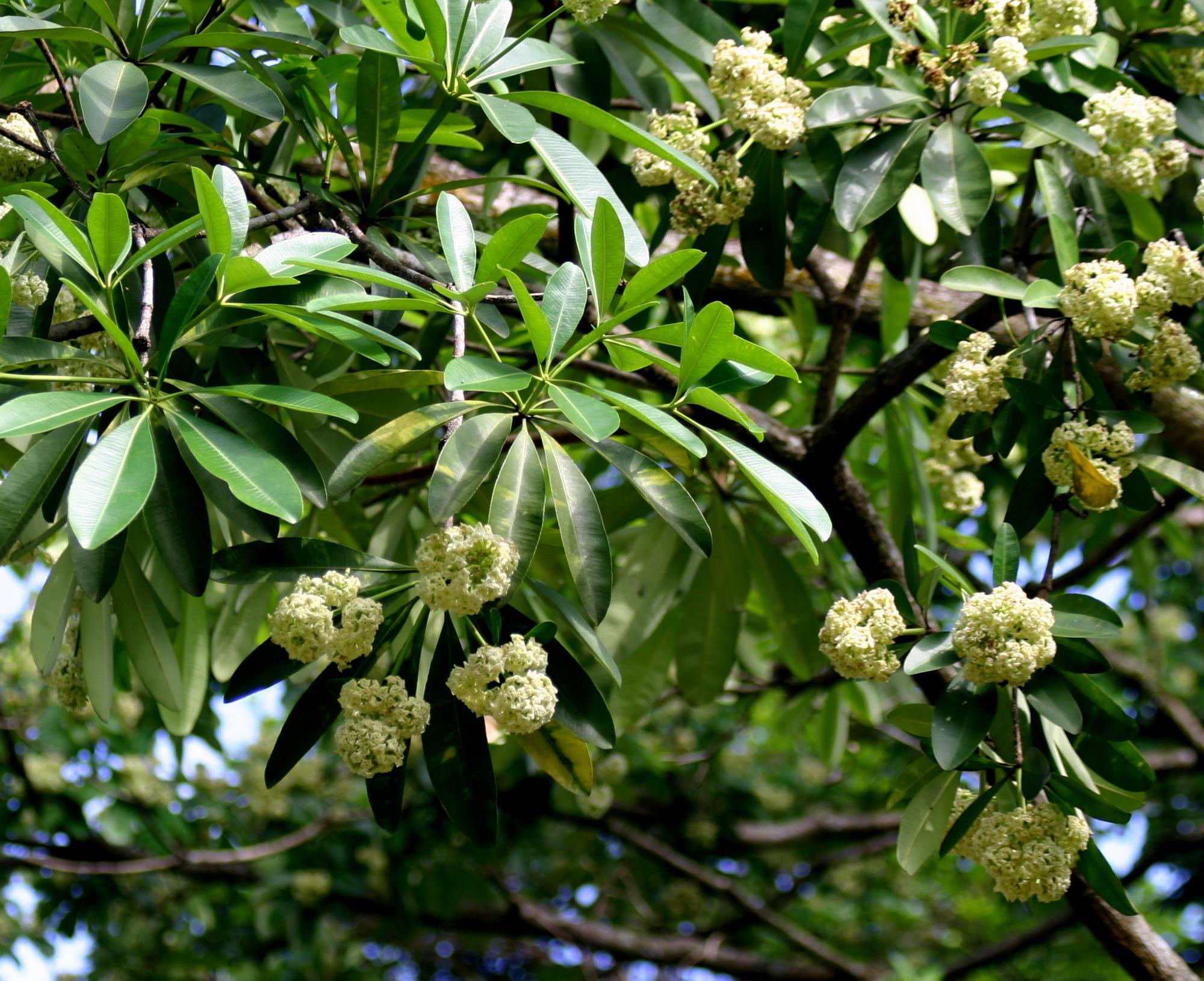 Alstonia - Alchetron, The Free Social Encyclopedia